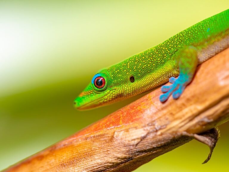 The Care and Keeping of Day Geckos | Exotics Keeper Magazine
