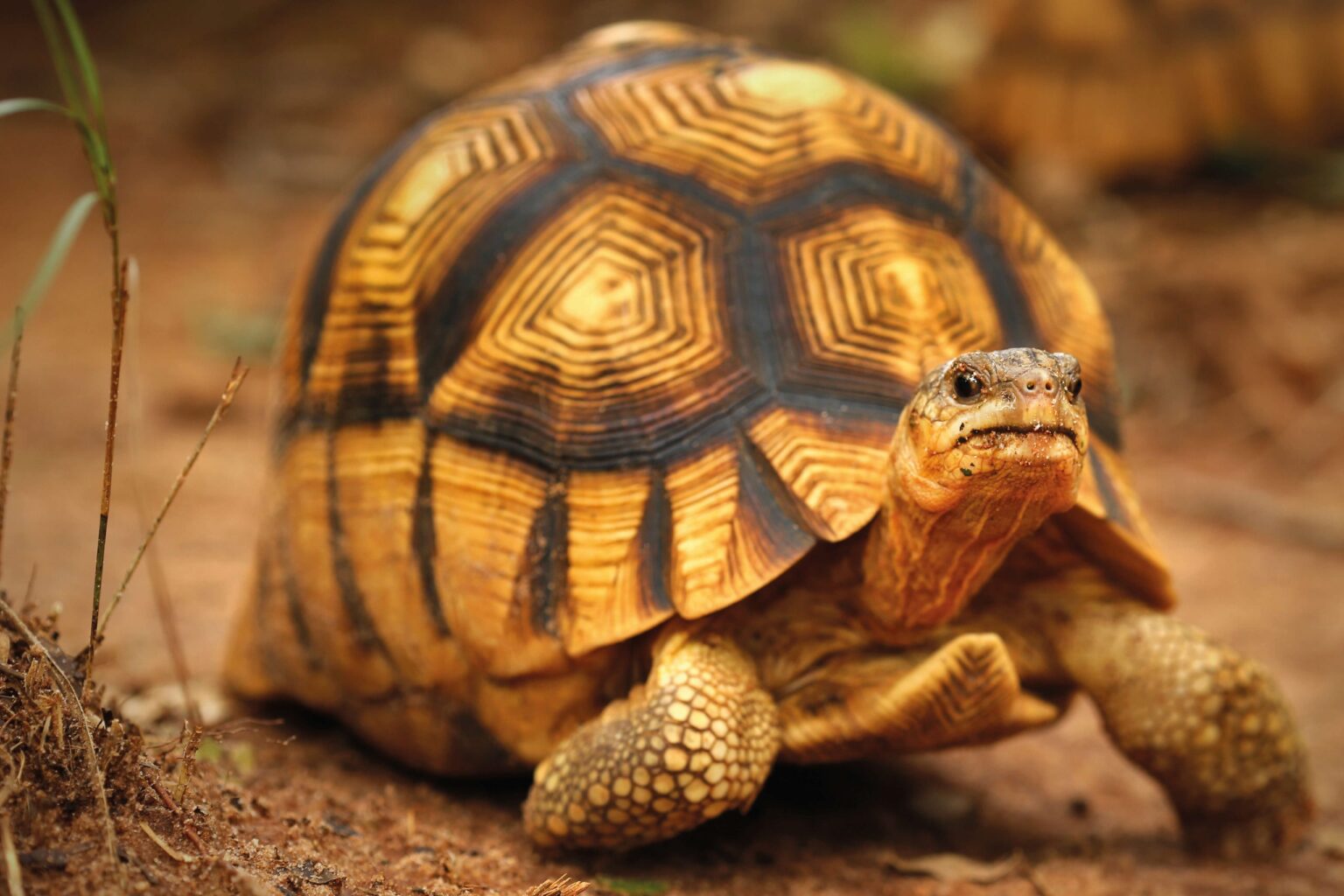 The World's Rarest Tortoise [Astrochelys yniphora] | Exotics Keeper ...
