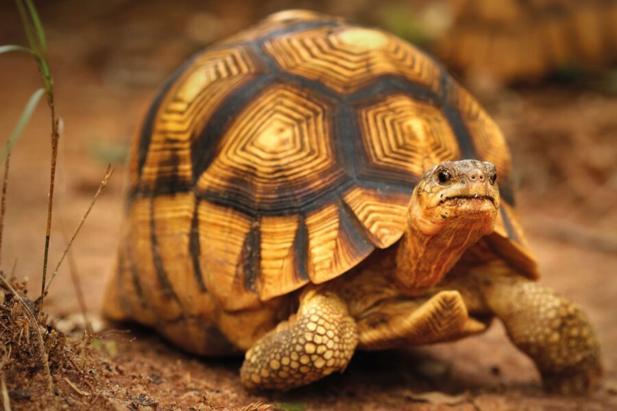 The World's Rarest Tortoise [Astrochelys yniphora] | Exotics Keeper ...