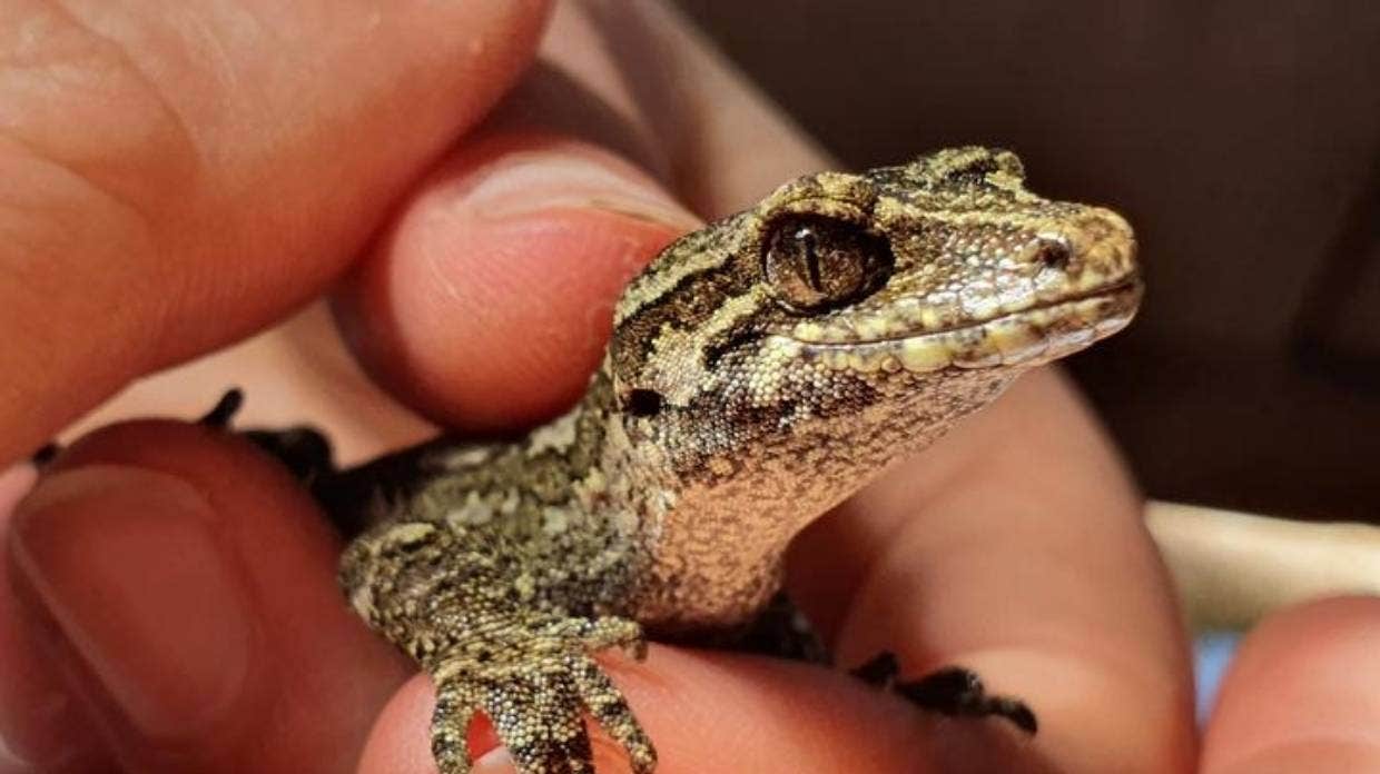 Return of the Cupola "ghost" gecko | Exotics Keeper Magazine
