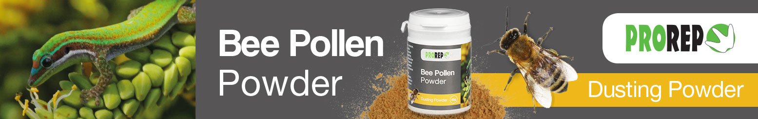 Lovestruck Lizards: The Monogamous Relationships of Shingleback Skinks ...