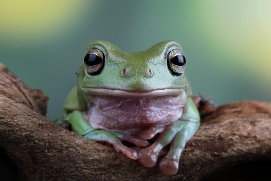 A Vet’s Care Guide for White’s Tree Frogs | Exotics Keeper Magazine