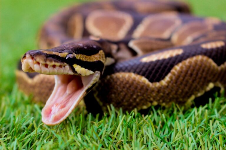 Understanding Respiratory Problems in Snakes | Exotics Keeper Magazine