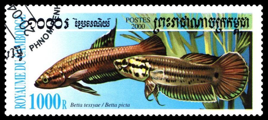 Betta Fish Conservation and Keeping | Exotics Keeper Magazine