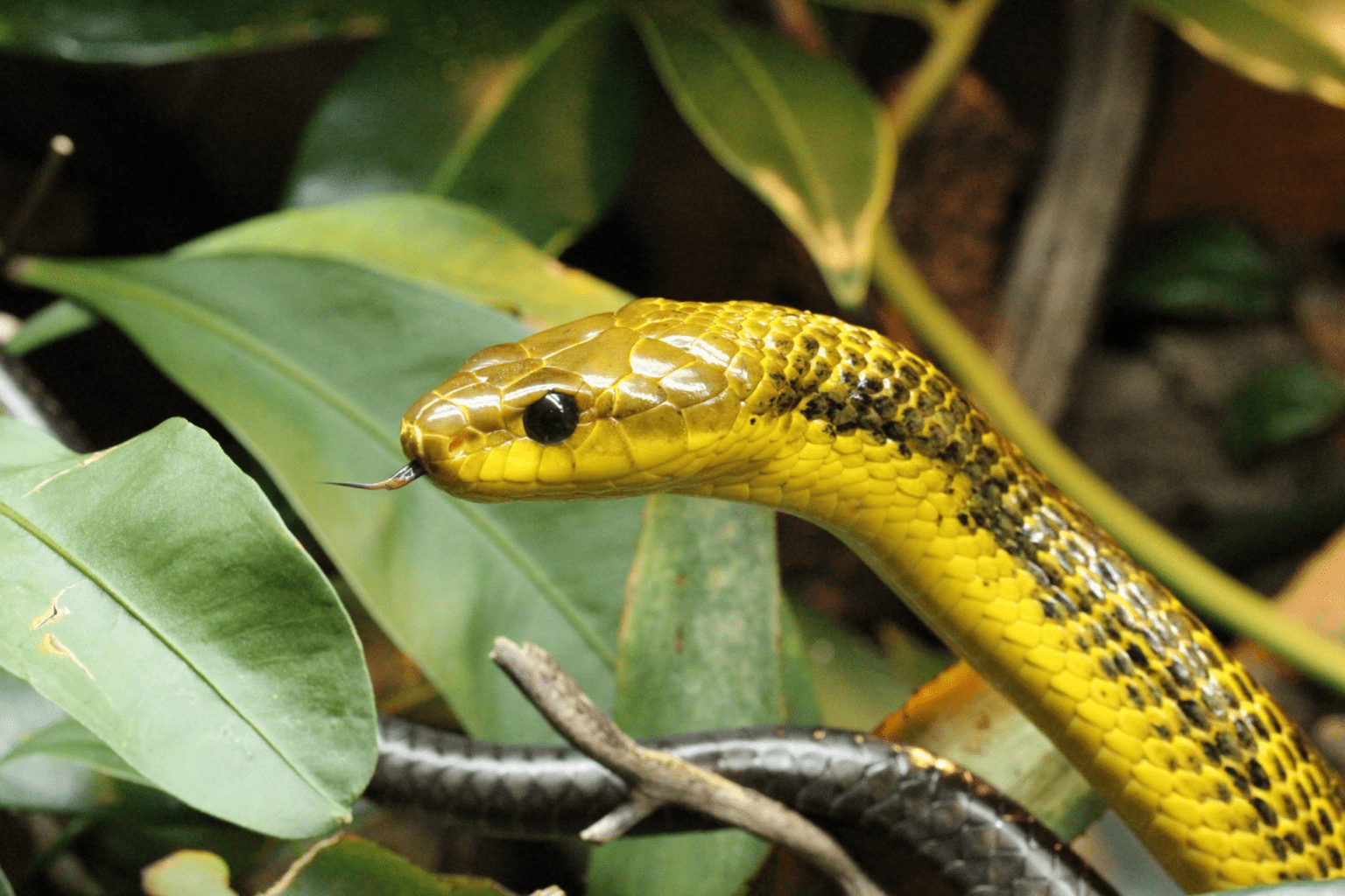 Captive Breeding Amazon Puffing Snakes | Exotics Keeper Magazine