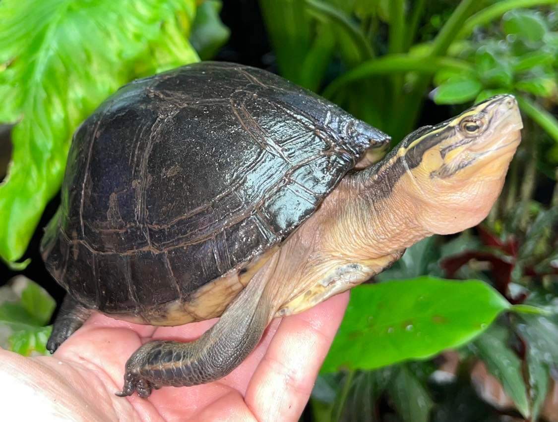 Captive Breeding West Malaysian Box Turtles (Cuora sp.)