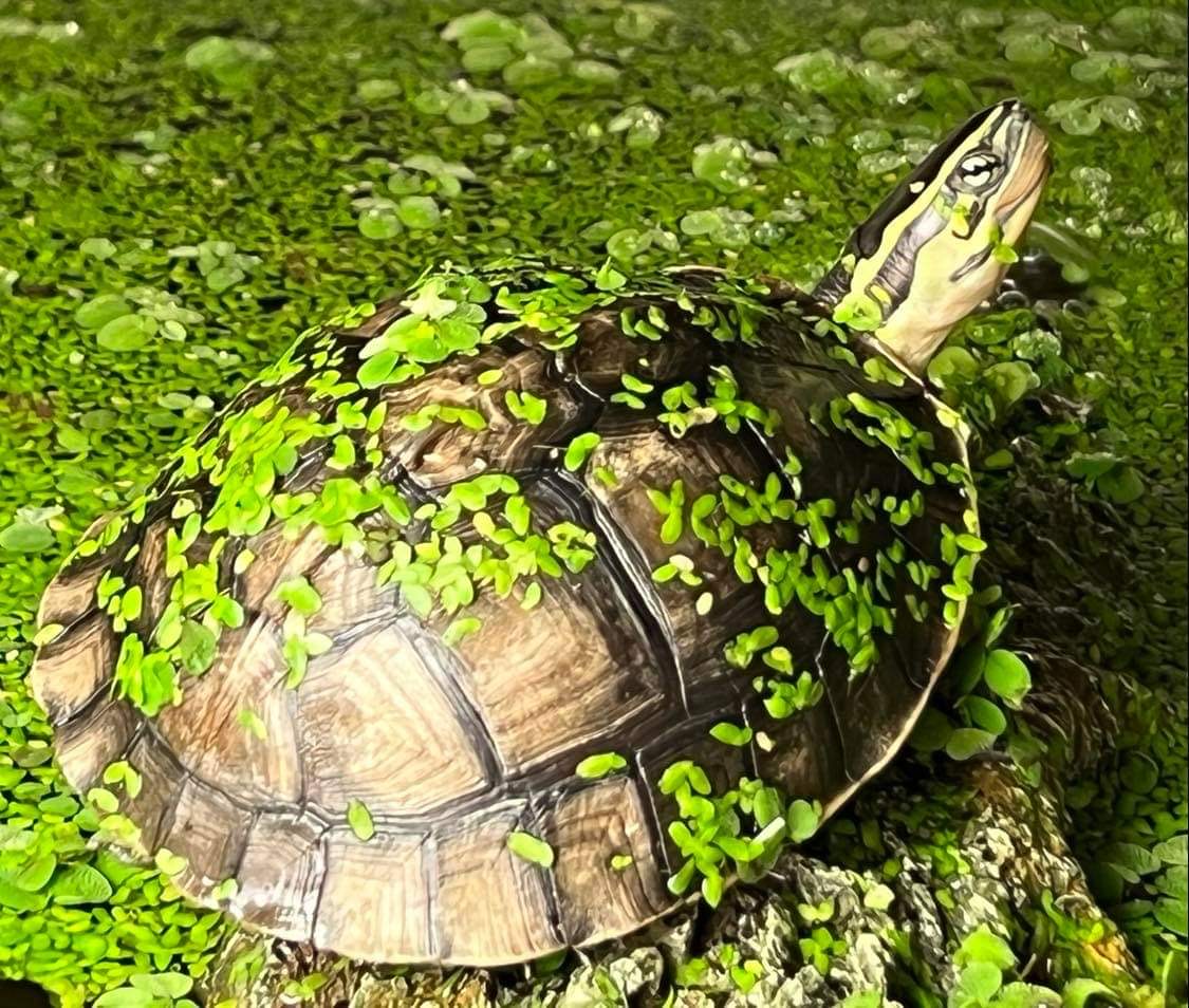 Captive Breeding West Malaysian Box Turtles (Cuora sp.)