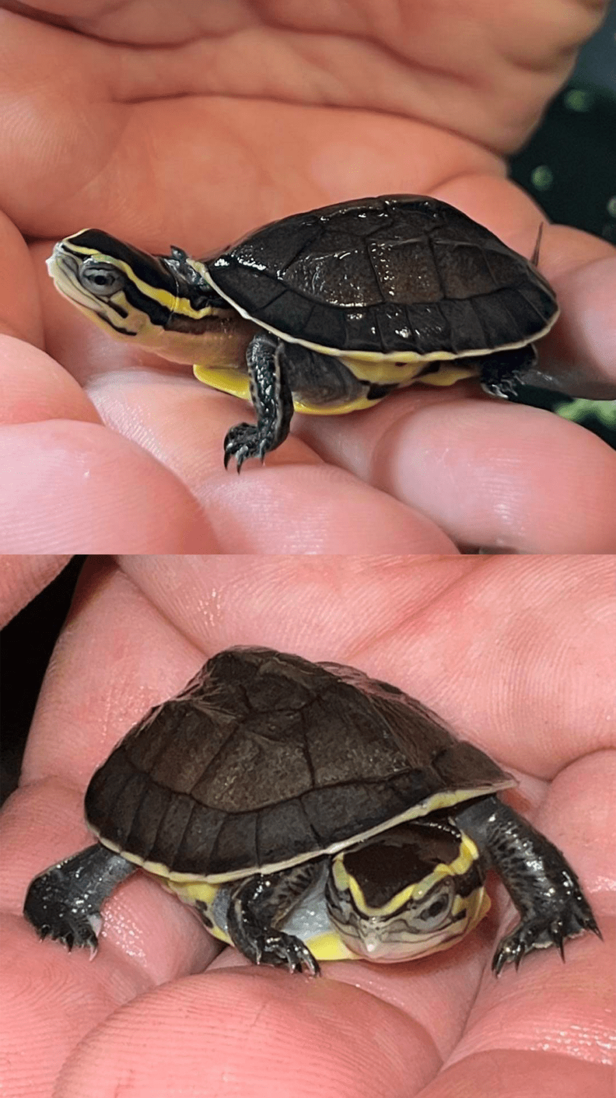 Captive Breeding West Malaysian Box Turtles (Cuora sp.)