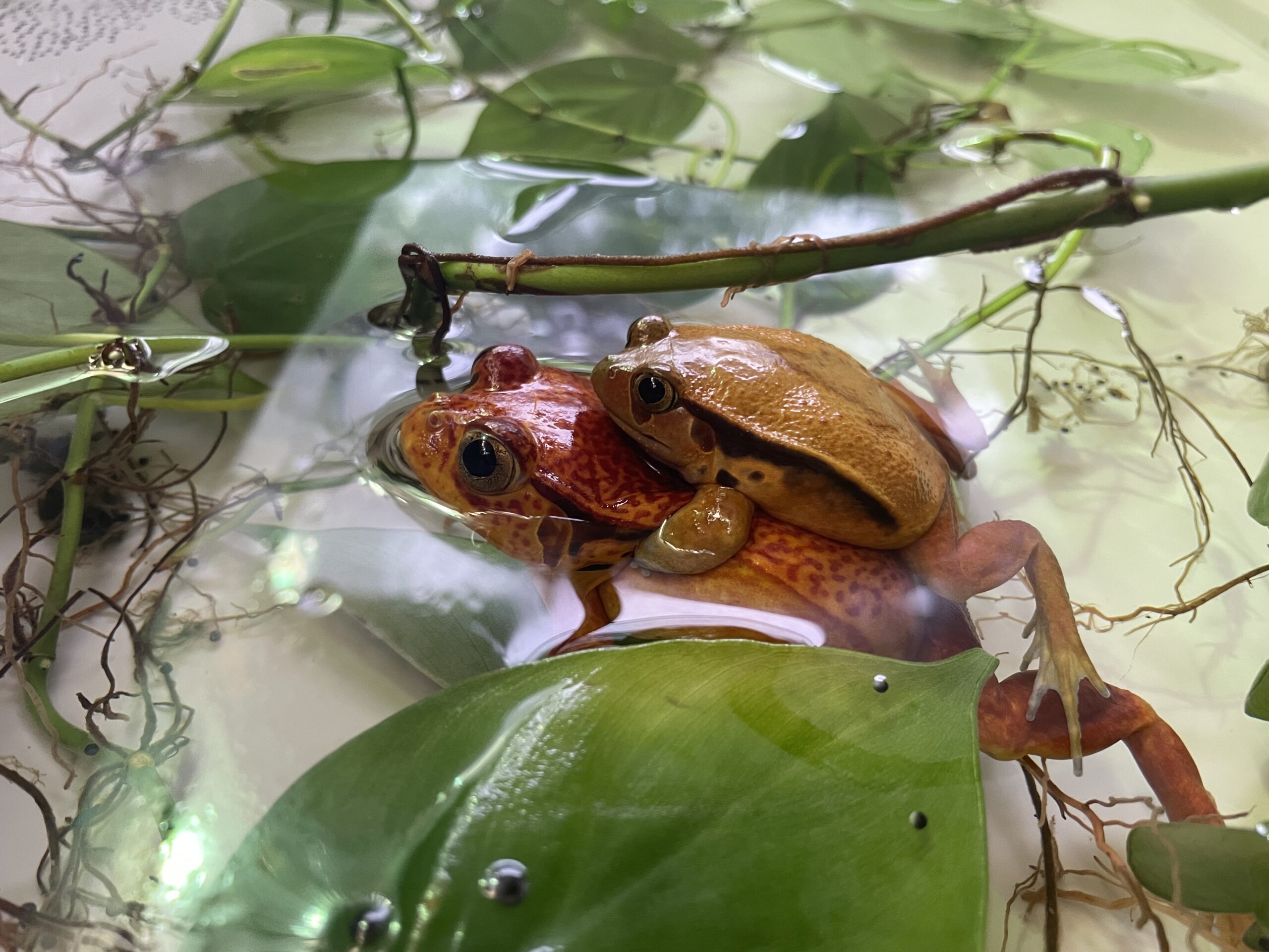 Captive Breeding Tomato Frogs (Dyscophus sp.) | EK magazine