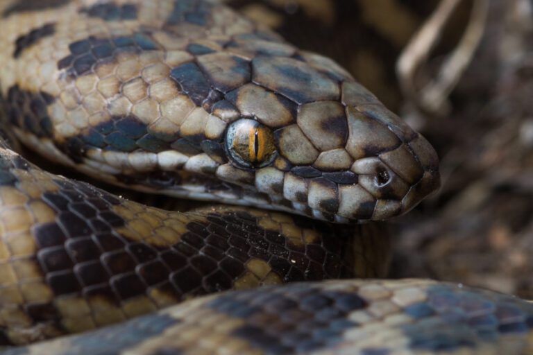 Ultimate Guide to Pygmy Pythons | Exotics Keeper Magazine