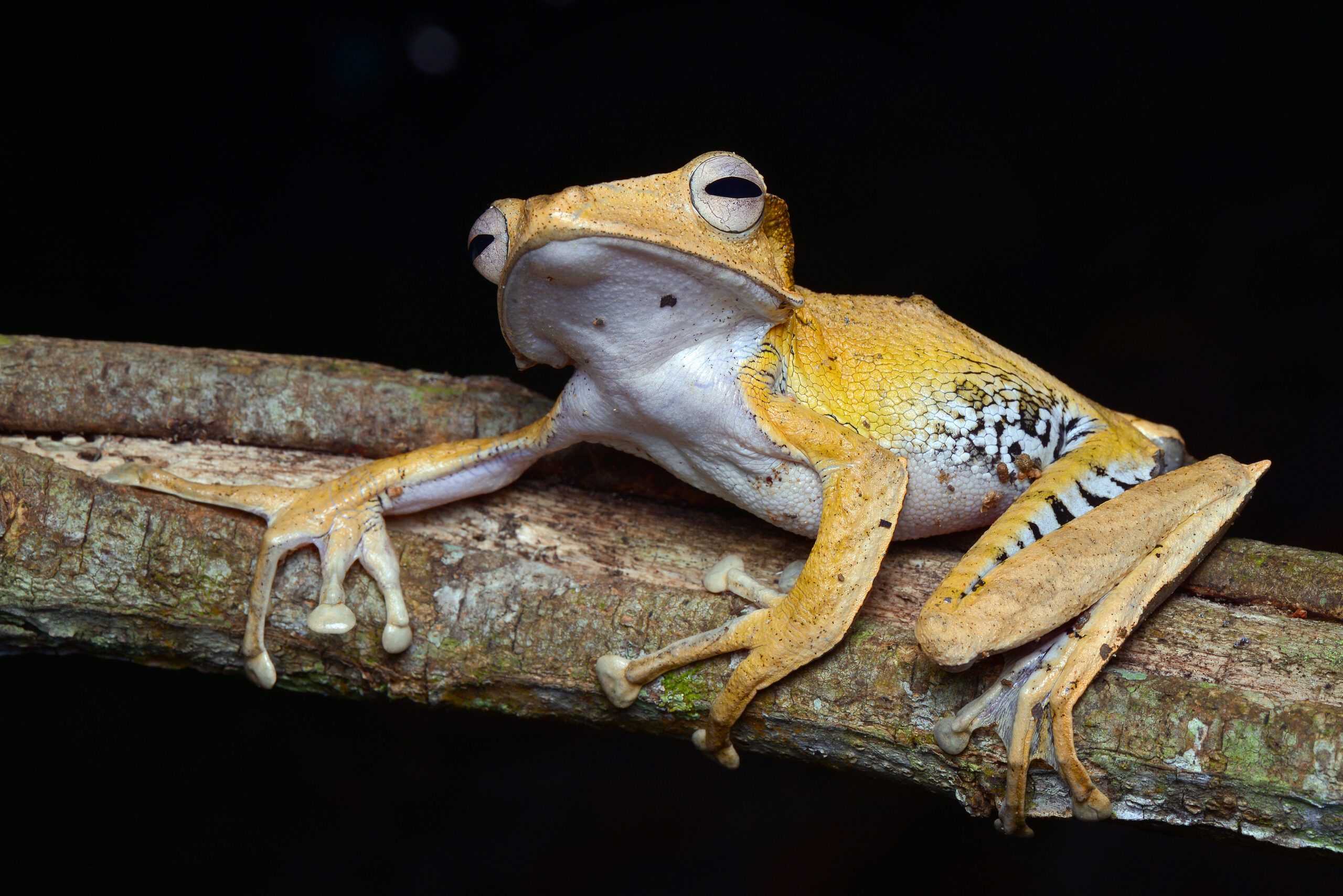 File-Eared Frog (Polypedates otilophus) | EK Magazine