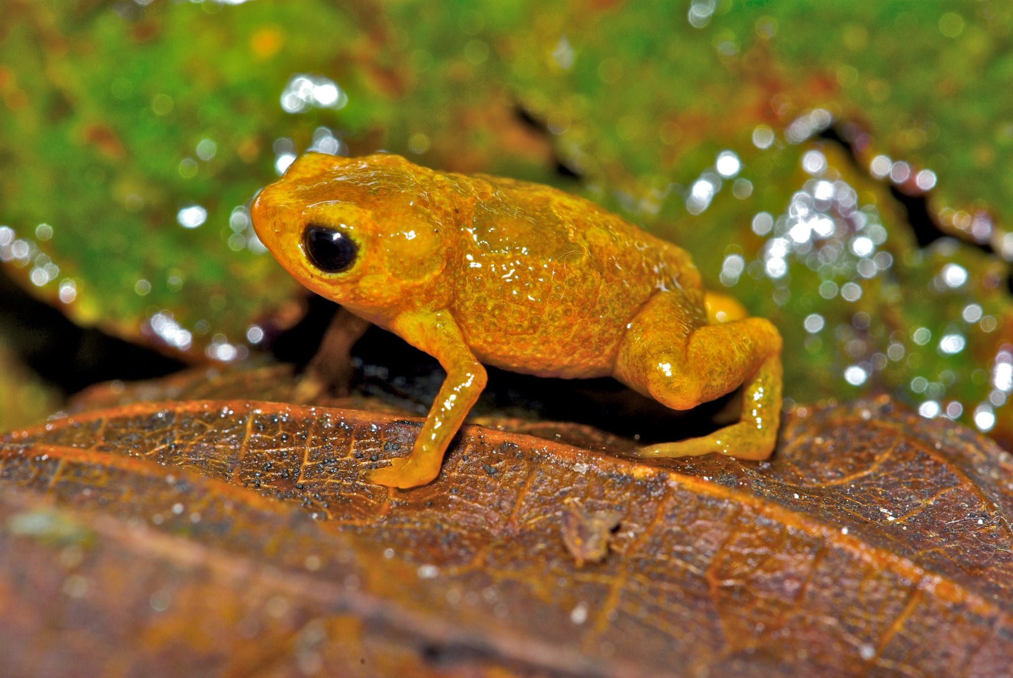 New Species: Pumpkin Toadlet Discovered in Brazil | Exotics Keeper Magazine