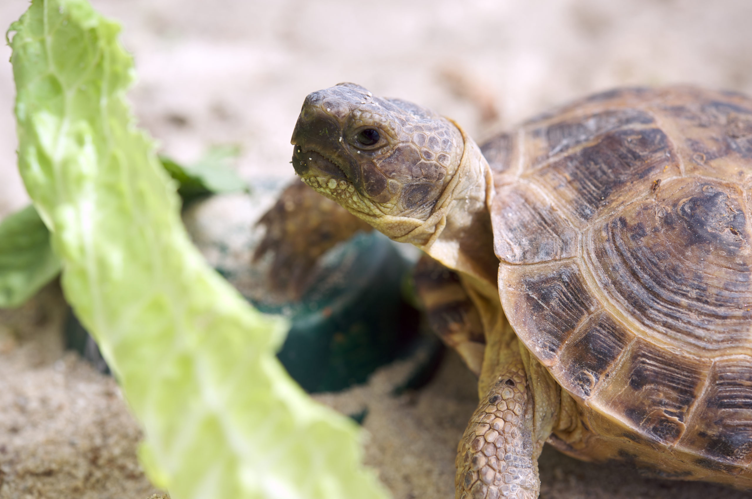 Horsfield's Tortoise Care Guide | Exotics Keeper Magazine