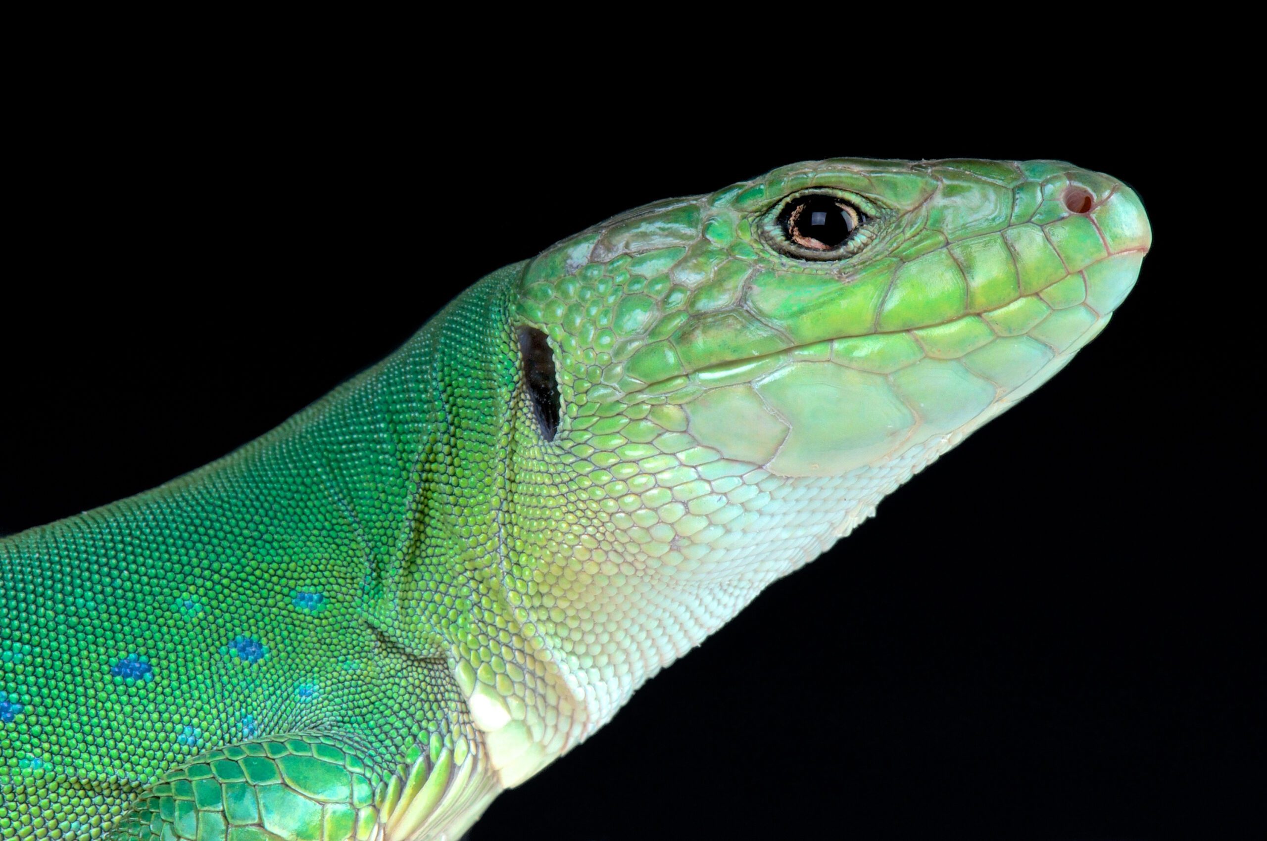 Moroccan Eyed Lizard Captive Breeding and Husbandry | EK Magazine