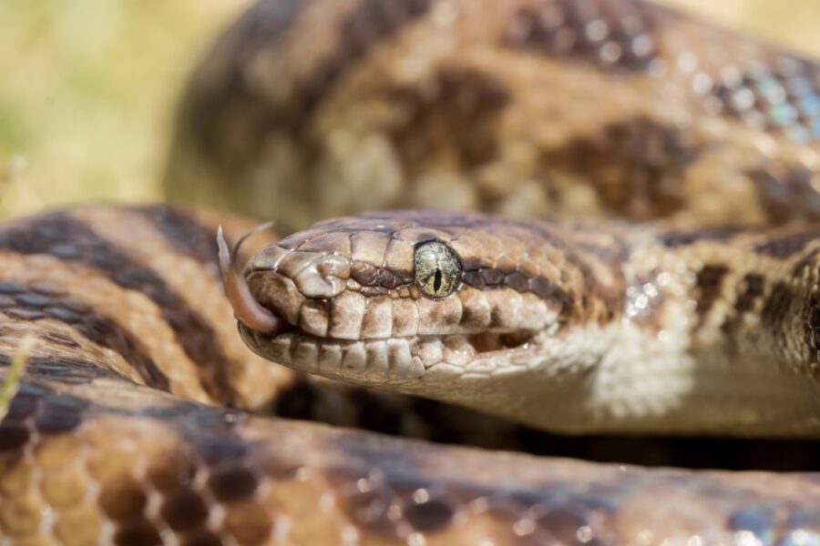 Ultimate Guide to Pygmy Pythons | Exotics Keeper Magazine