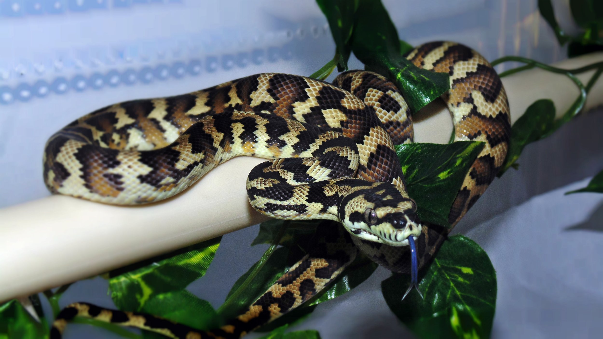 Much Morelia than meets the eye | Exotics Keeper Magazine