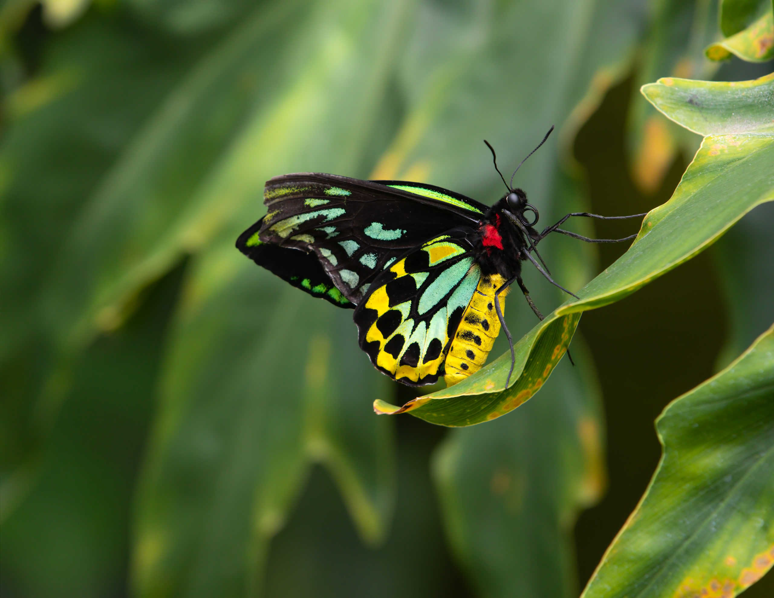 Weird & Wonderful Vol 6: Queen Alexandra's Birdwing [Ornithoptera ...