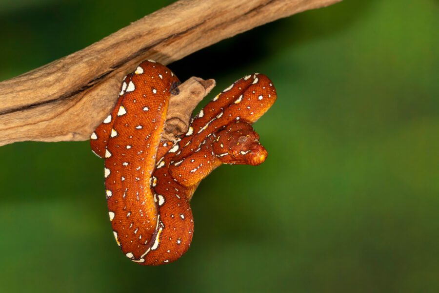 Cinnamon Tree Frog (Nyctixalus pictus) | EK Magazine