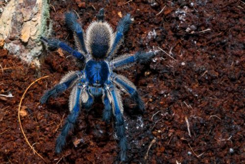 Socotra Island Blue Baboon Tarantula | Exotics Keeper Magazine