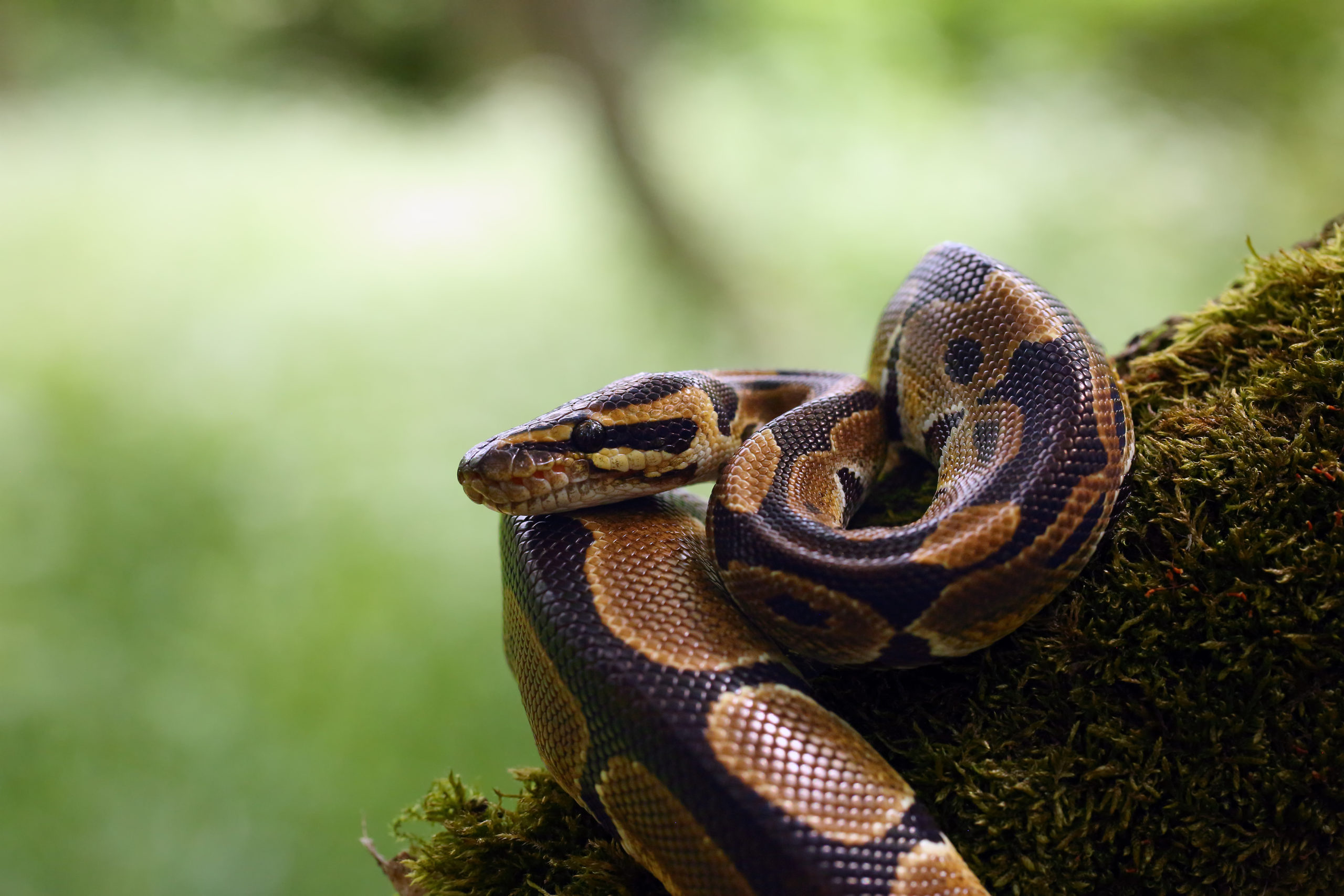 Royal Python Care Guide | Exotics Keeper Magazine