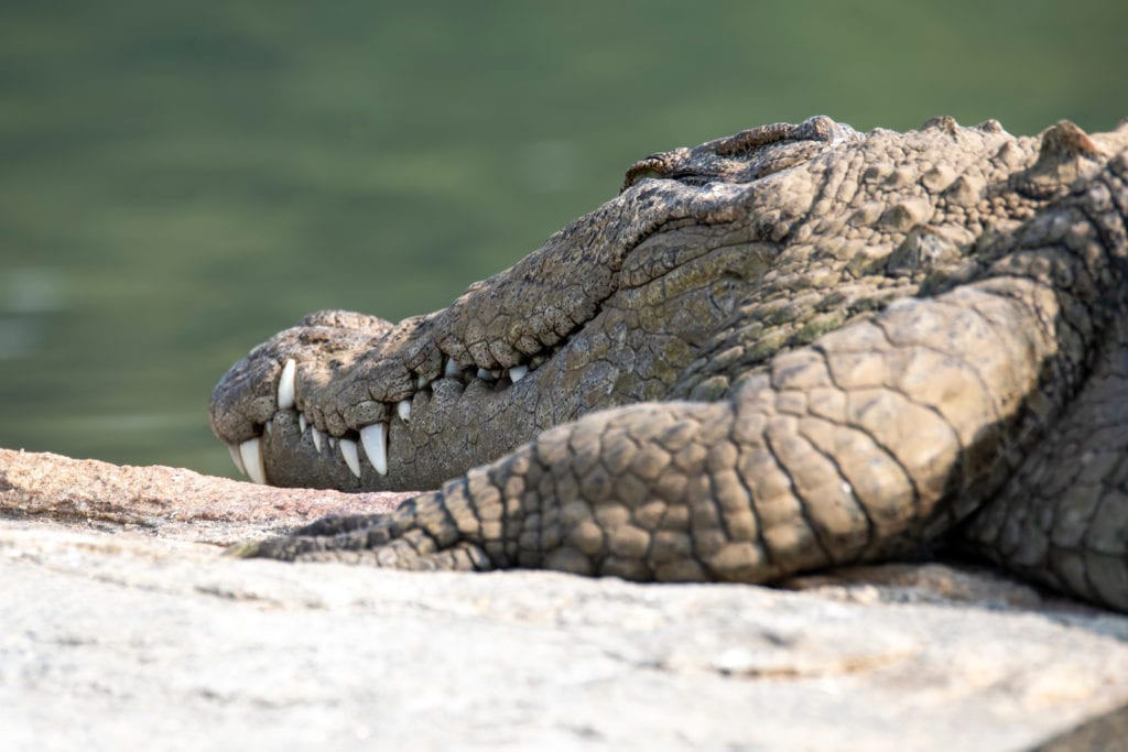 The Complete Guide to Heating | Exotics Keeper Magazine