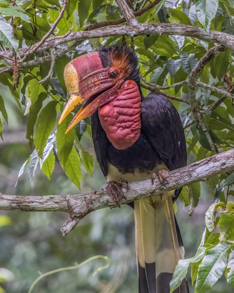 Weird & Wonderful Vol 2: Helmeted Hornbill [Rhinoplax vigil] | Exotics ...