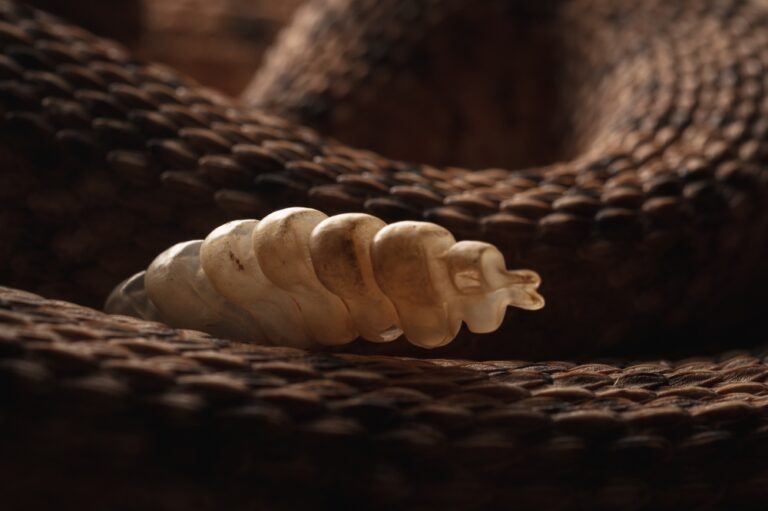 Everything You Need to Know About: Rattlesnakes (Crotalus sp.)