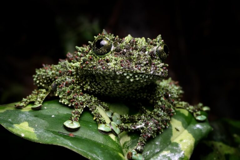 Captive Care of Mossy Frogs | Exotics Keeper Magazine