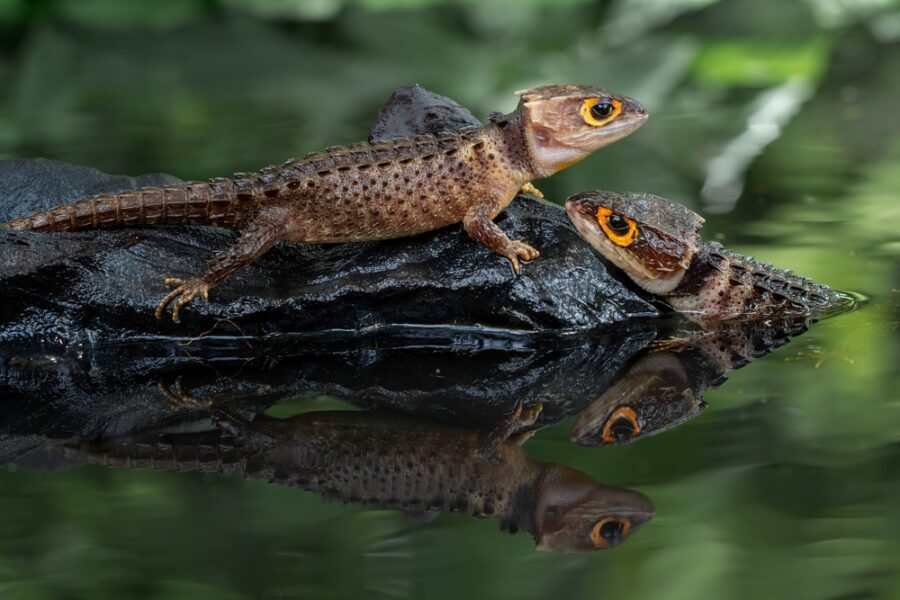 Red-Eyed Crocodile Skink Care Guide | Exotics Keeper Magazine