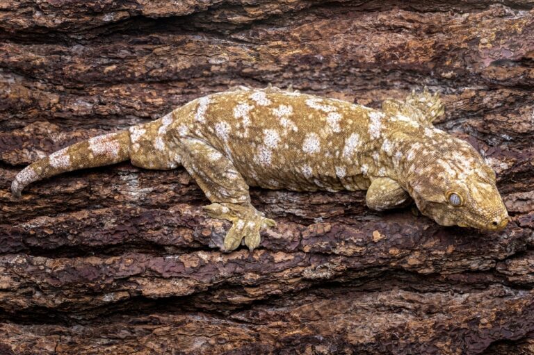 New Caledonia Giant Gecko - Rhacodactylus leachianus