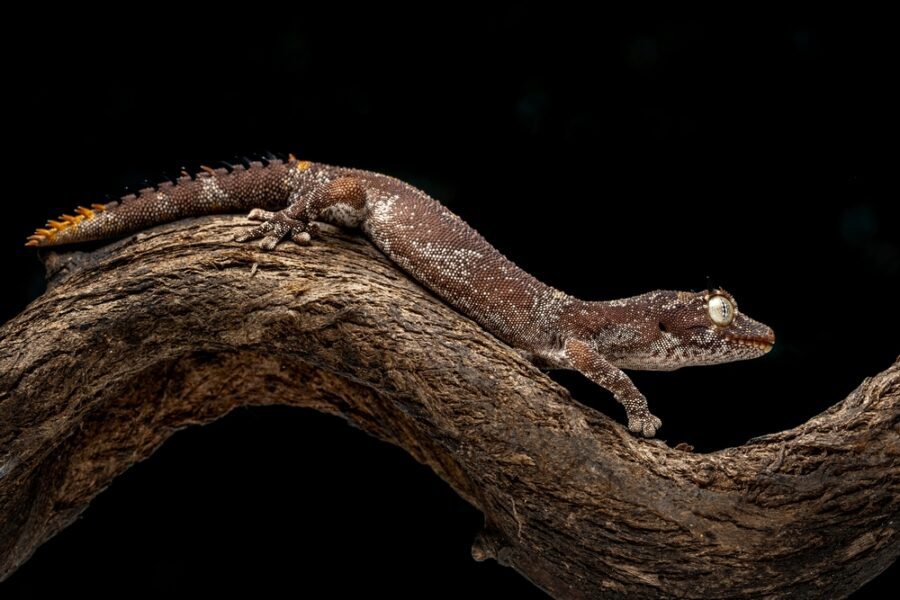 An Introduction to Spiny-Tailed Geckos - Strophurus Species