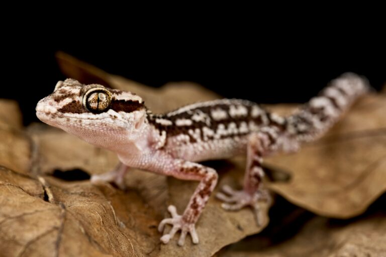 Captive Care and Husbandry of Madagascar Ground Geckos
