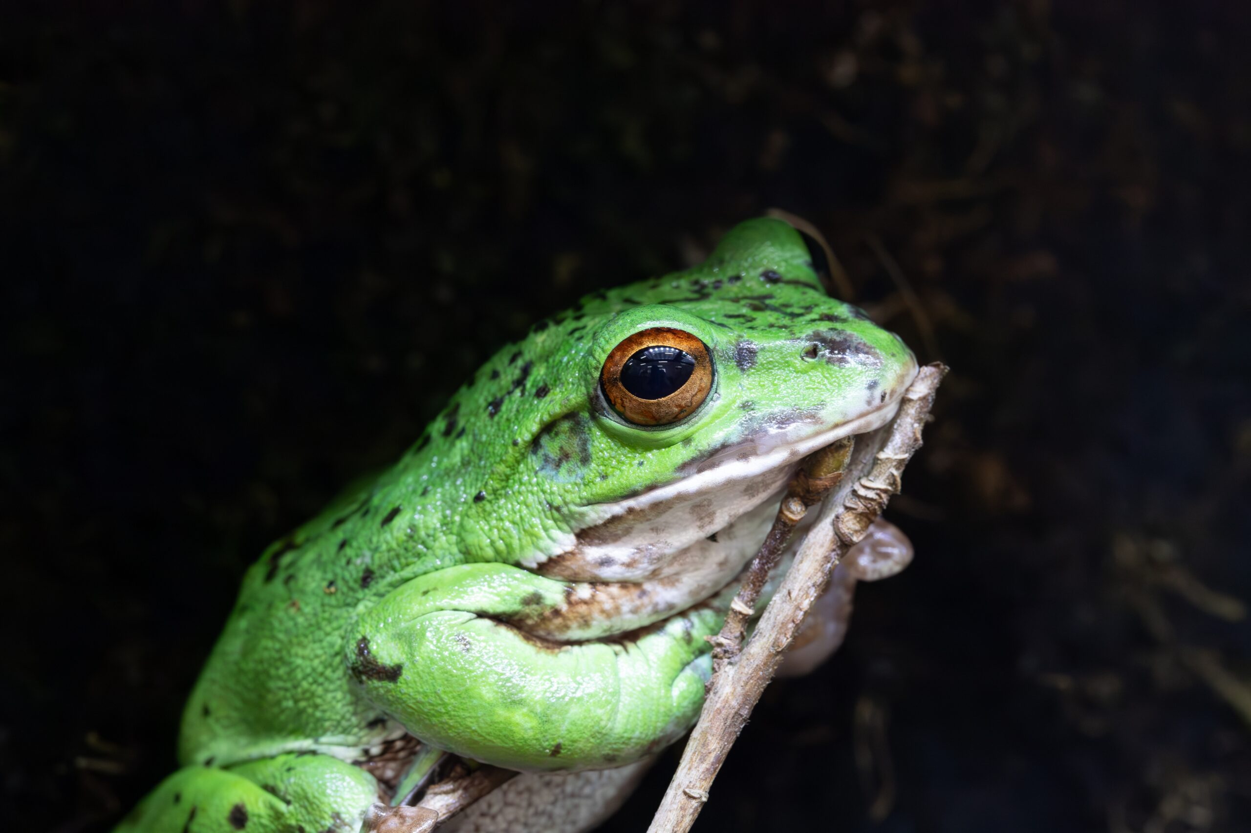 Breeding Japanese Flying Frogs in Captivity | EK Magazine