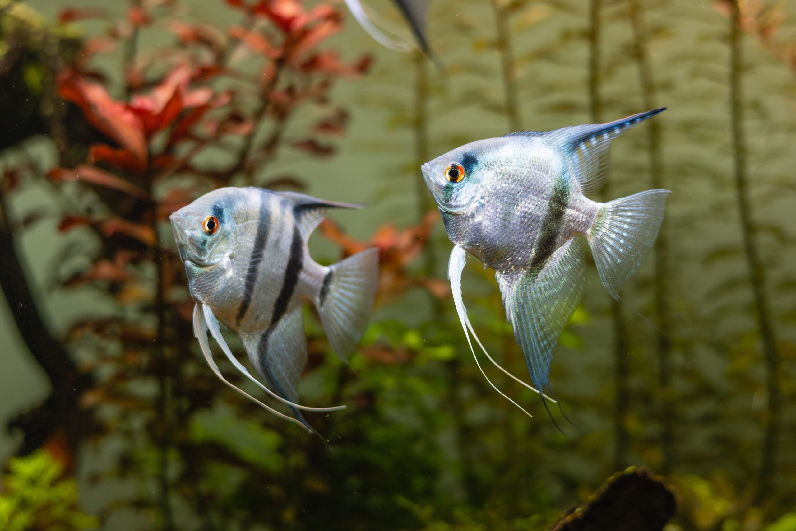 How to Breed Aquarium Fish | Exotics Keeper Magazine