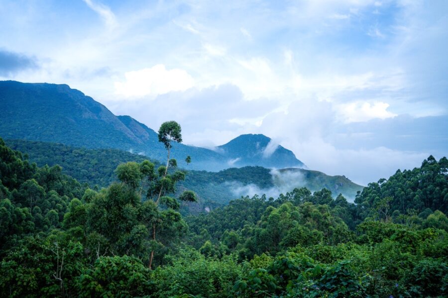 Malabar Pit Viper Conservation in the Western Ghats