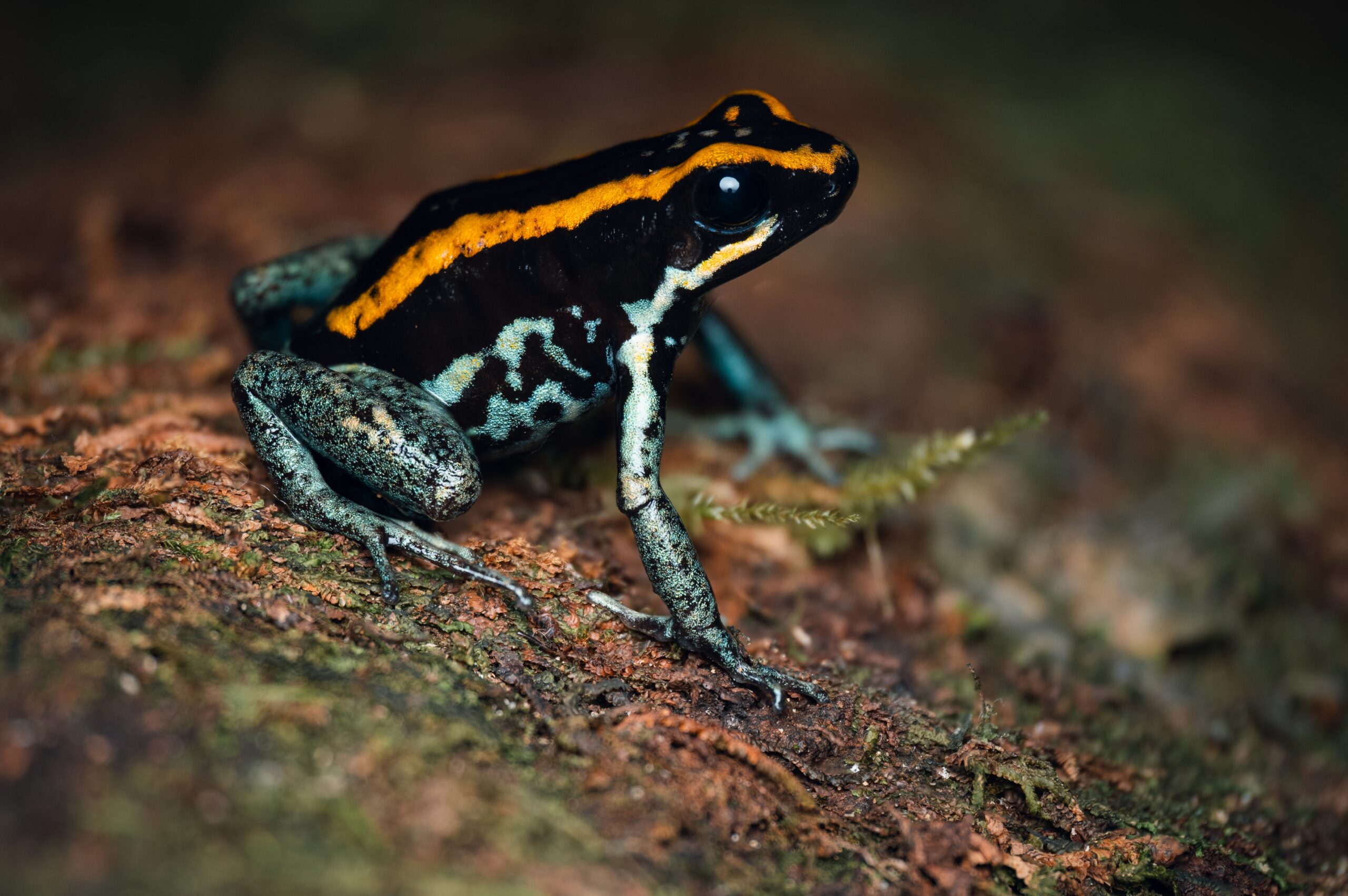 Lovely Poison Frog (Phyllobates vittatus) Species Spotlight