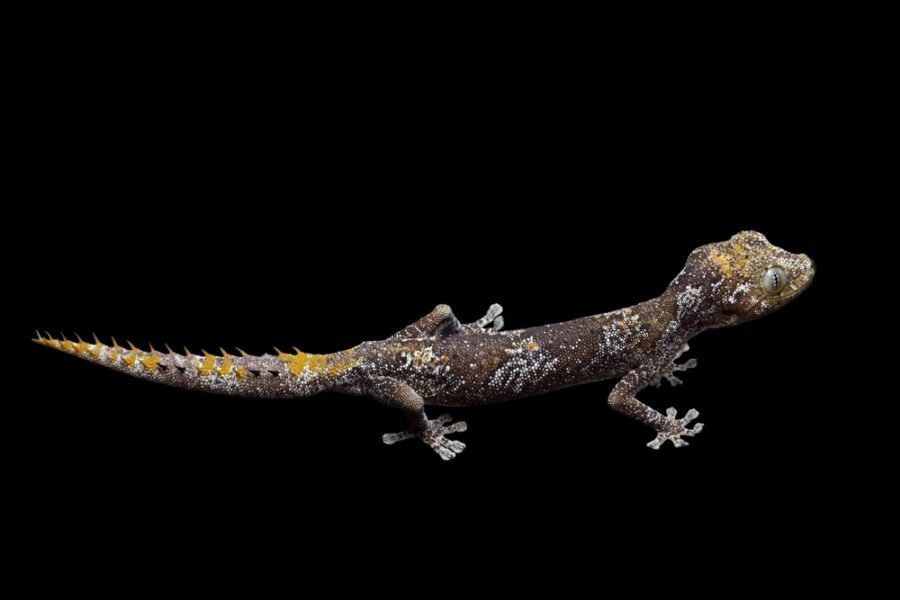 An Introduction to Spiny-Tailed Geckos - Strophurus Species