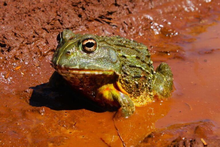 Captive Husbandry of African Giant Bullfrogs - Pyxicephalus