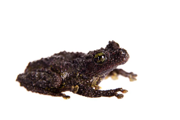 Captive Care of Mossy Frogs | Exotics Keeper Magazine