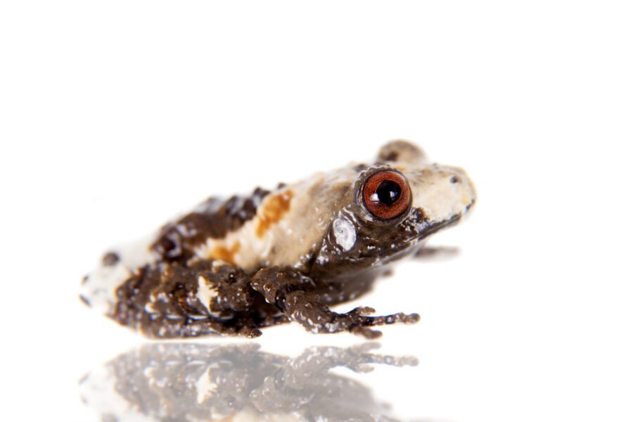 Captive Care of Mossy Frogs | Exotics Keeper Magazine