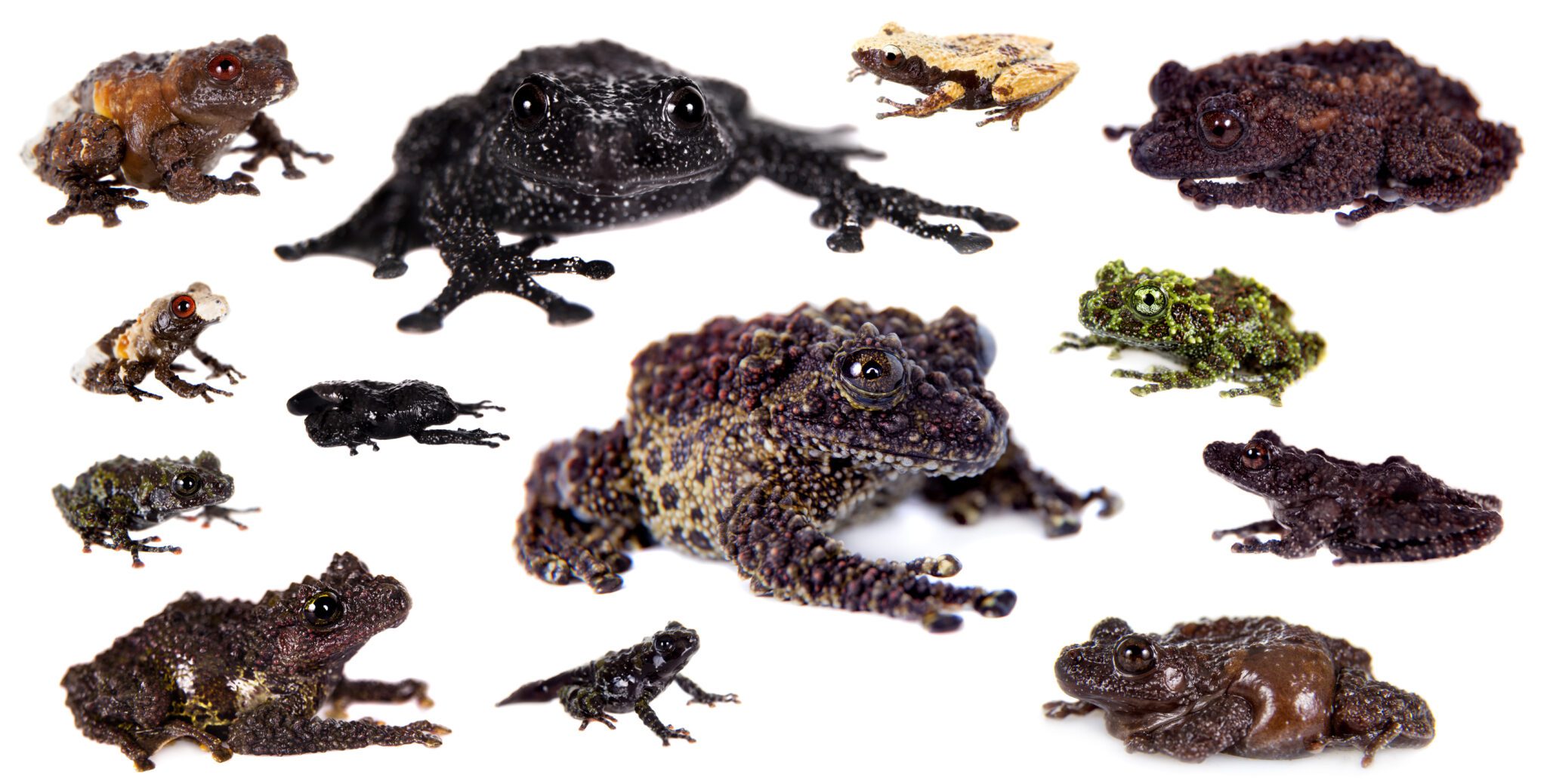 Captive Care of Mossy Frogs | Exotics Keeper Magazine