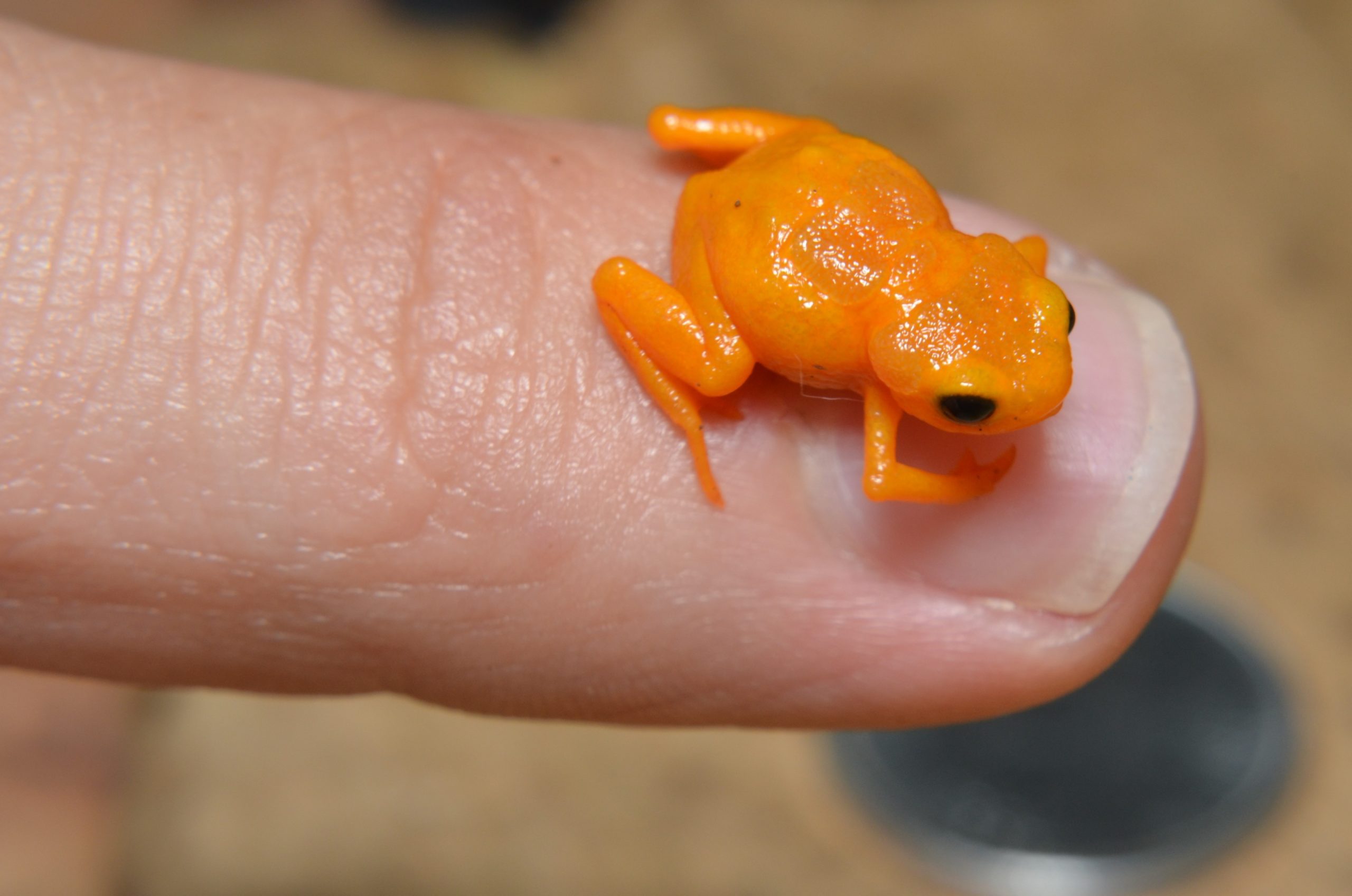 New Species: Pumpkin Toadlet Discovered in Brazil | Exotics Keeper Magazine