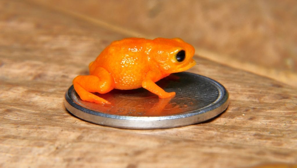 New Species: Pumpkin Toadlet Discovered in Brazil | Exotics Keeper Magazine