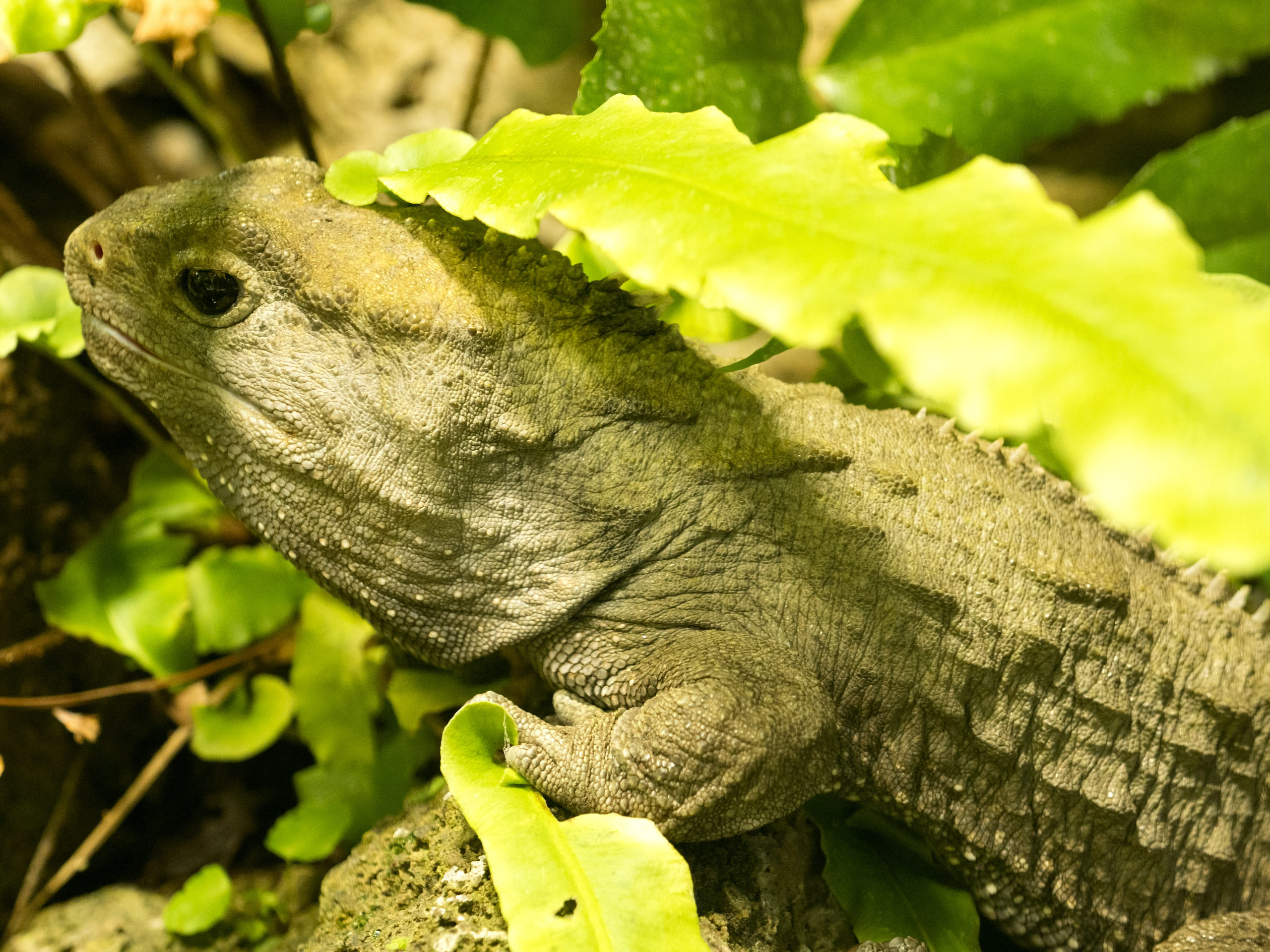 Weird & Wonderful Vol 5: Tuatara [Sphenodon punctatus] | Exotics Keeper ...