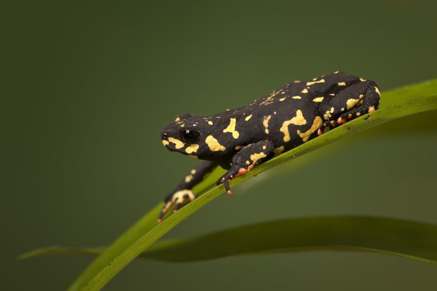 Home | Exotics Keeper Magazine