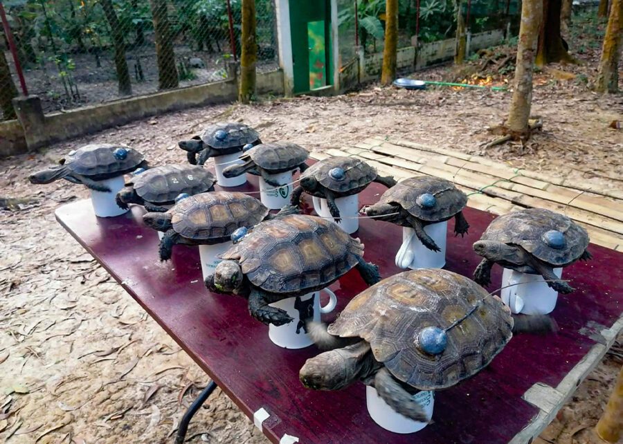 Asian Giant Tortoises Released back into the Wild | Exotics Keeper Magazine